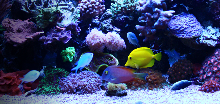 DR. BASSLEER BIO FISH FOOD-Shop Fish Food in Australia, Fast Delivery ...