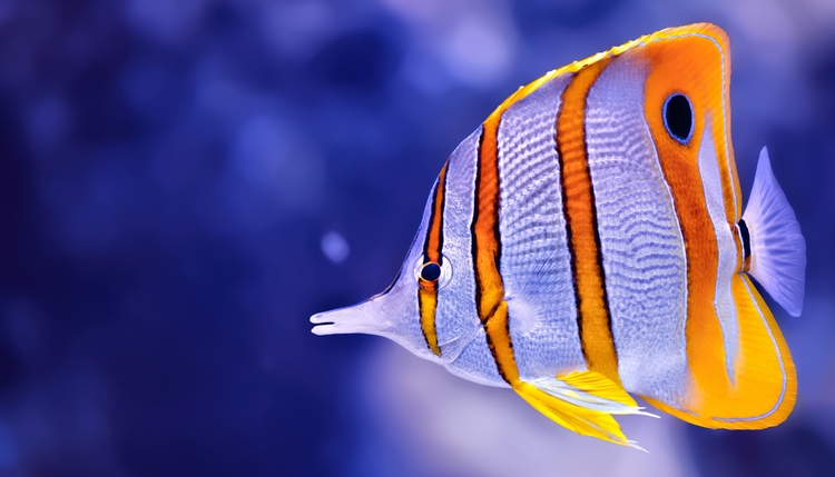 DRP Aquatics | Supplier of High Quality Bio Fishfood in Australia