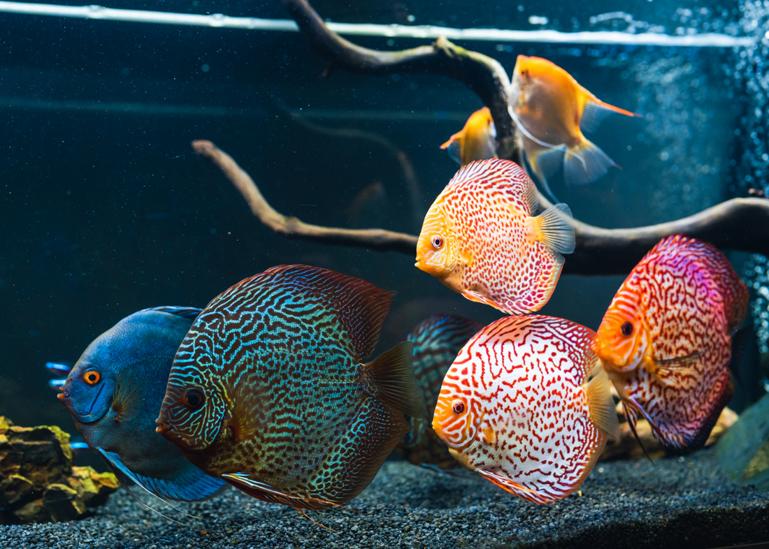 DRP Fish Food Direct Outlets in Australia – DRP Aquatics